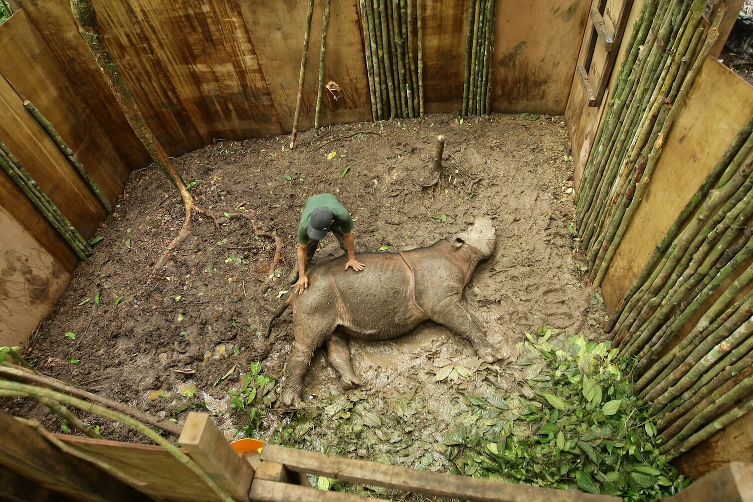 A herd of dead rhinos — Borneo Rhino Alliance A herd of dead rhinos — Borneo Rhino Alliance